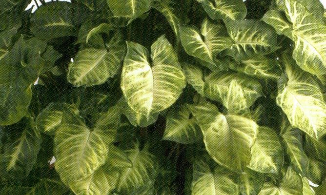 Mi Remanso De Paz : Singonio