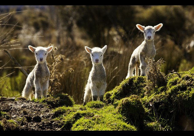 Caminante no hay camino, se hace camino al viajar: Parques nacionales