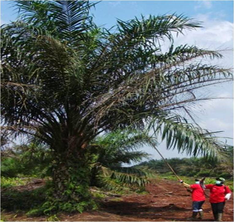 Membangun Perkebunan Kelapa Sawit: Hama Ulat Api Darna trima