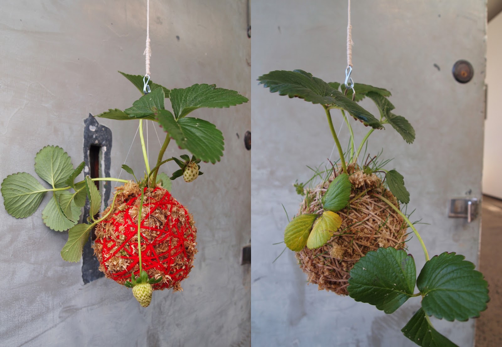 Loop the Loop: New String Gardens