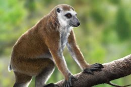 dinossauros 3d: Megaladapis,um lemure gigante de Madagascar