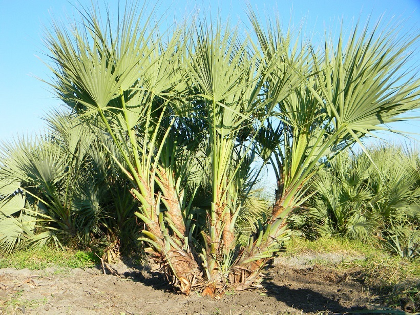 Cold Hardy Palm Trees in Houston : 2013