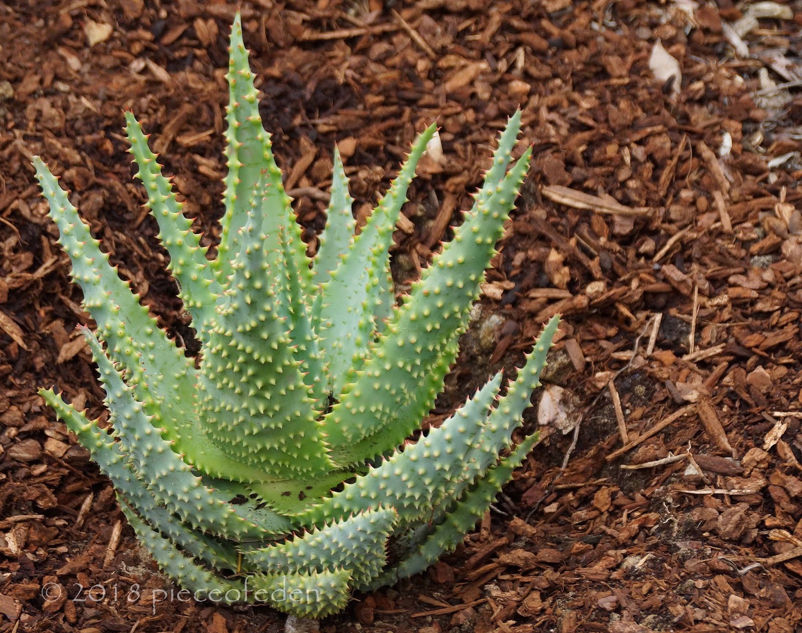 Aloe 'Spiney' and Other Recent New Plants
