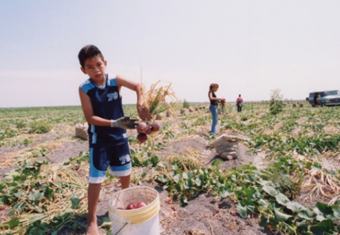 Writing Samples: U.S. Child Labor Laws in Agriculture