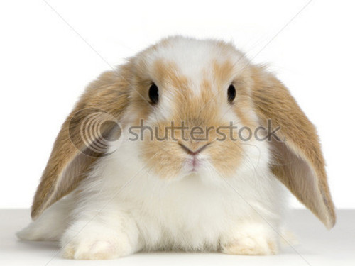 funny pictures of animals: Funny rabbit images