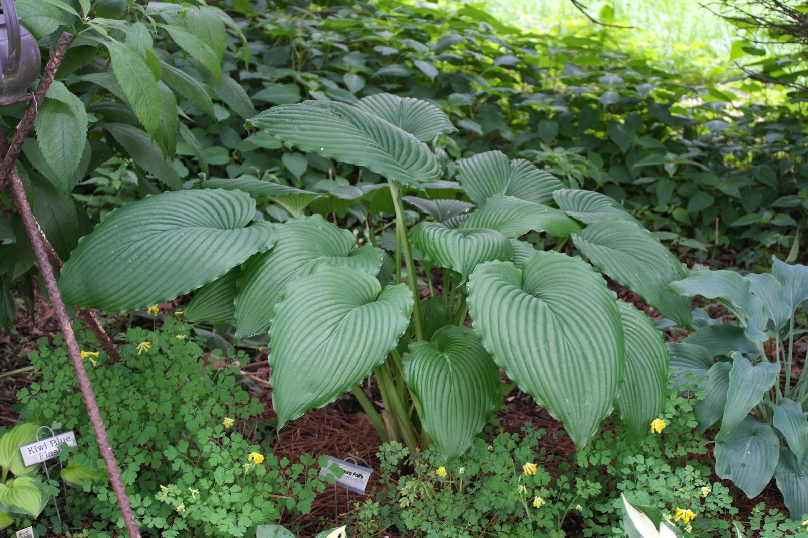 Cheesehead Gardening: Midwest Hosta Convention starting this week