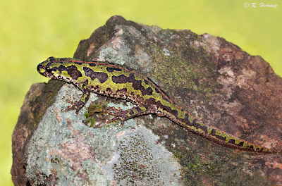 fotosricardo-h: TRITÓN PIGMEO - Southern marbled newt