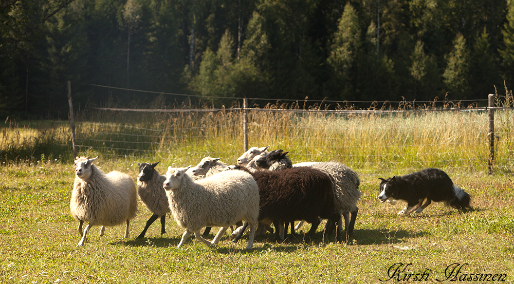 Maatiaismuori: Monenlaisia paimenkoiria
