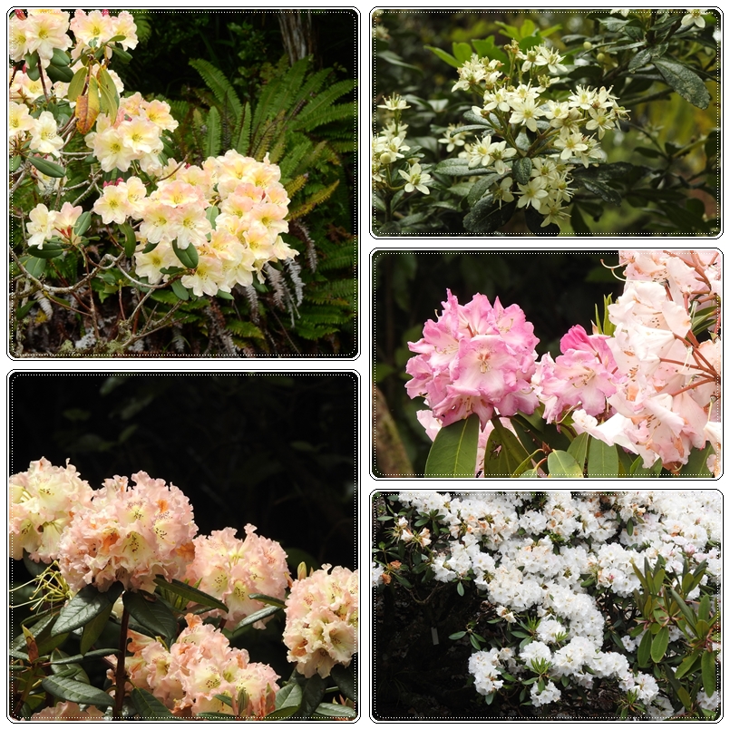 photographing New Zealand: pukeiti garden