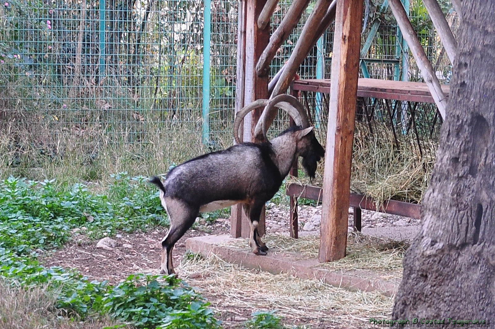 Nature Digital : The wild goat of Crete. (Kri-Kri). Ο κρητικός Αίγαγρος ...