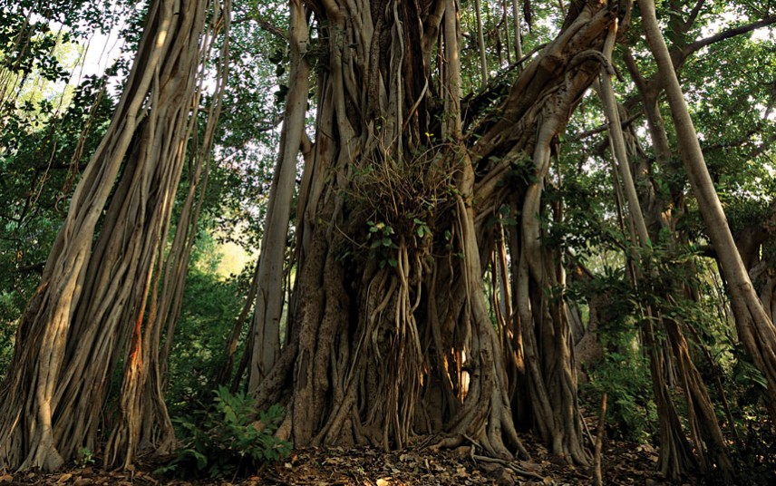 Go Green Initiative : Top 20 Most Beautiful Trees in the world