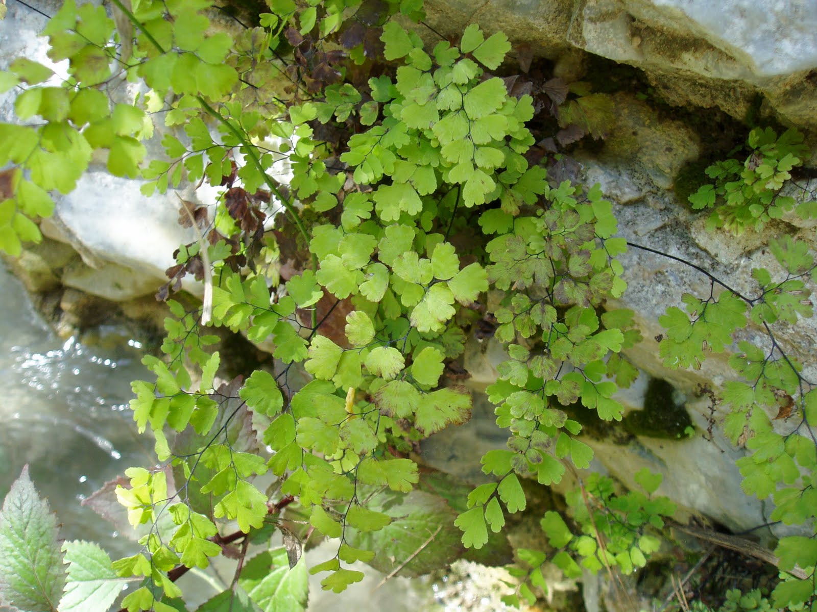 CULANTRILLO DE POZO: Adiantum capillus-veneris | Plantas rioMoros