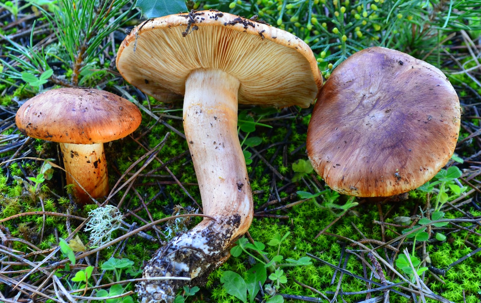 Setas Extremadura : Tricholoma Albobrunneum