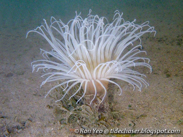 tHE tiDE cHAsER: Tube Anemones (Phylum Cnidaria: Order Ceriantharia) of ...