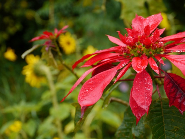 The Adventure Begins: Chilling in Quito, Ecuador