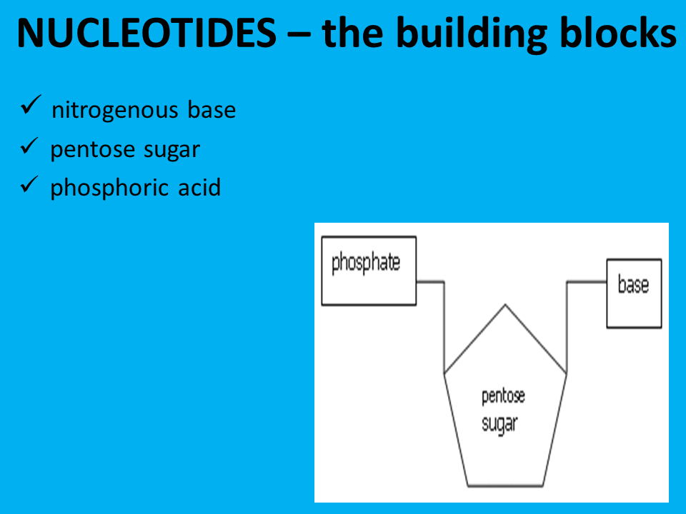 Grade 12: SEMESTER 2 - Chapter 1 - NUCLEIC ACIDS & PROTEIN SYNTHESIS