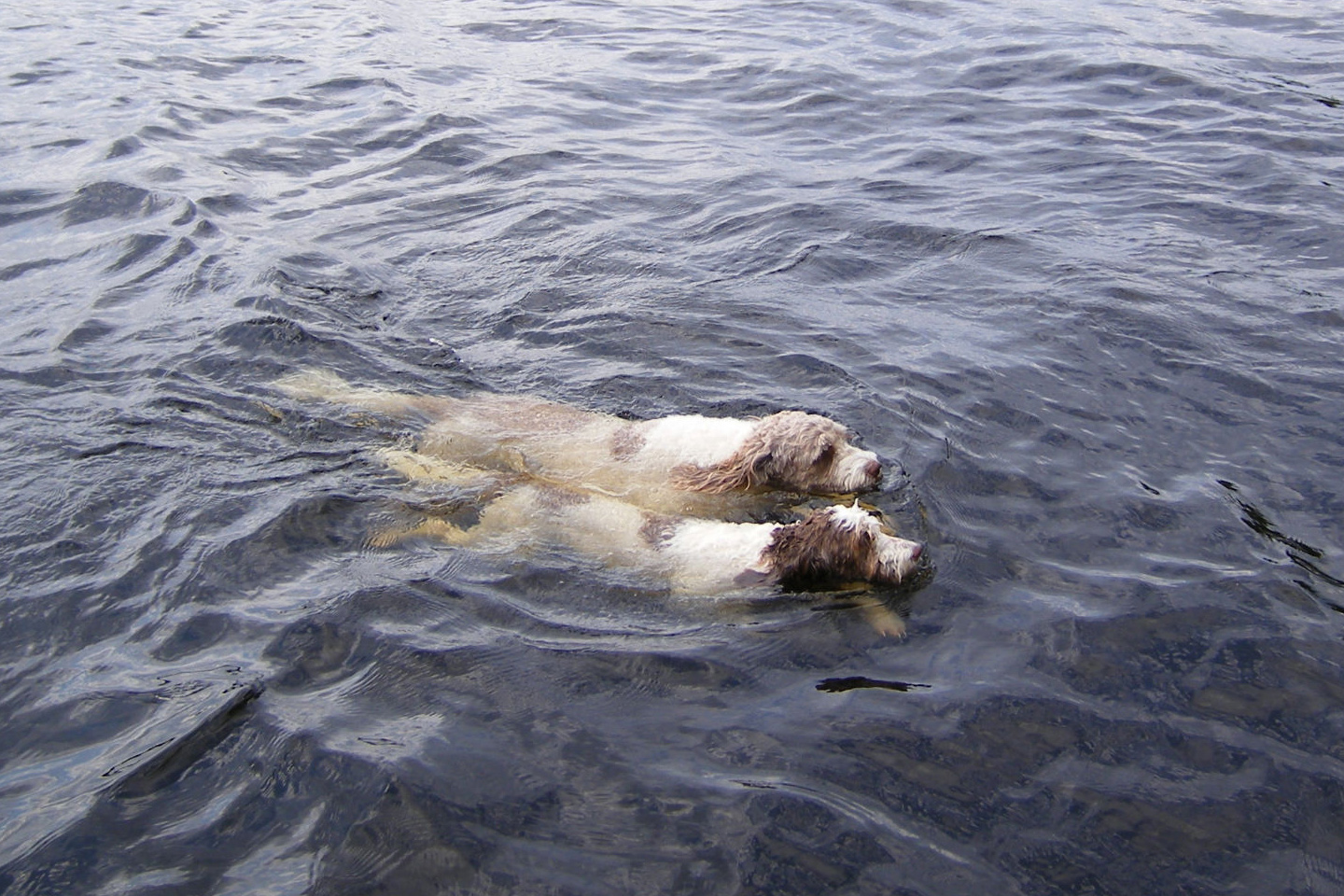 Portuguese Water Dog - Dogs Breeds Guide