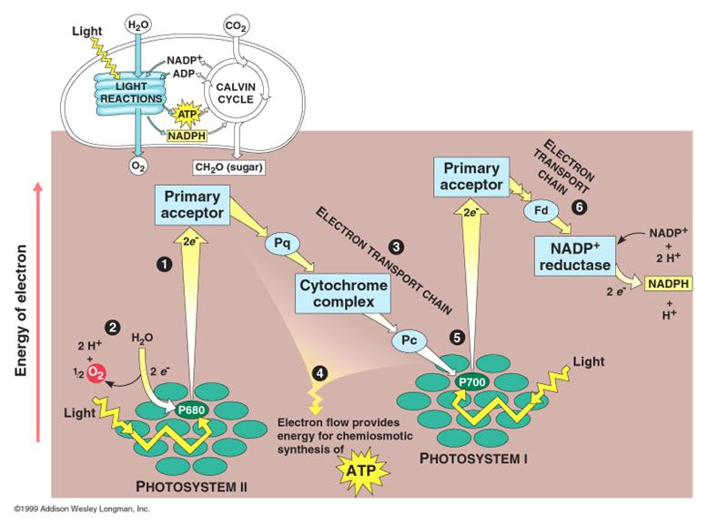 Anabolisme | Let's Learn Biology
