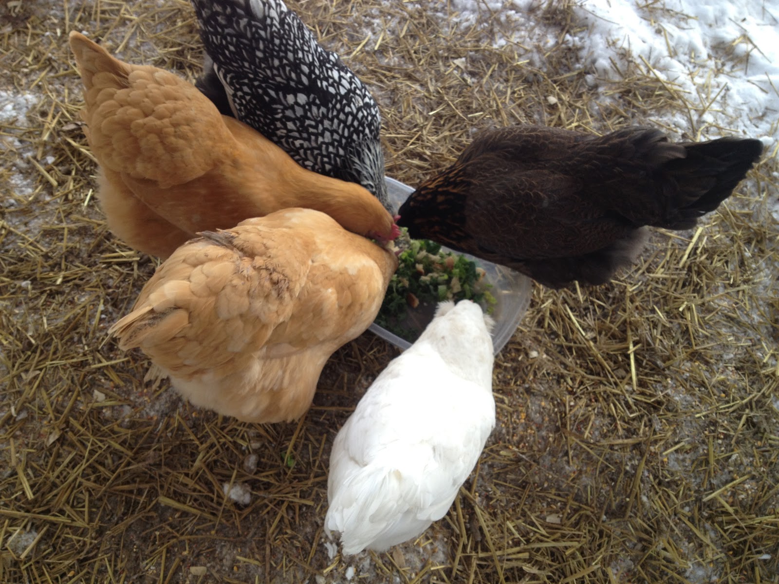 Shirley's World: A 5 Egg Day