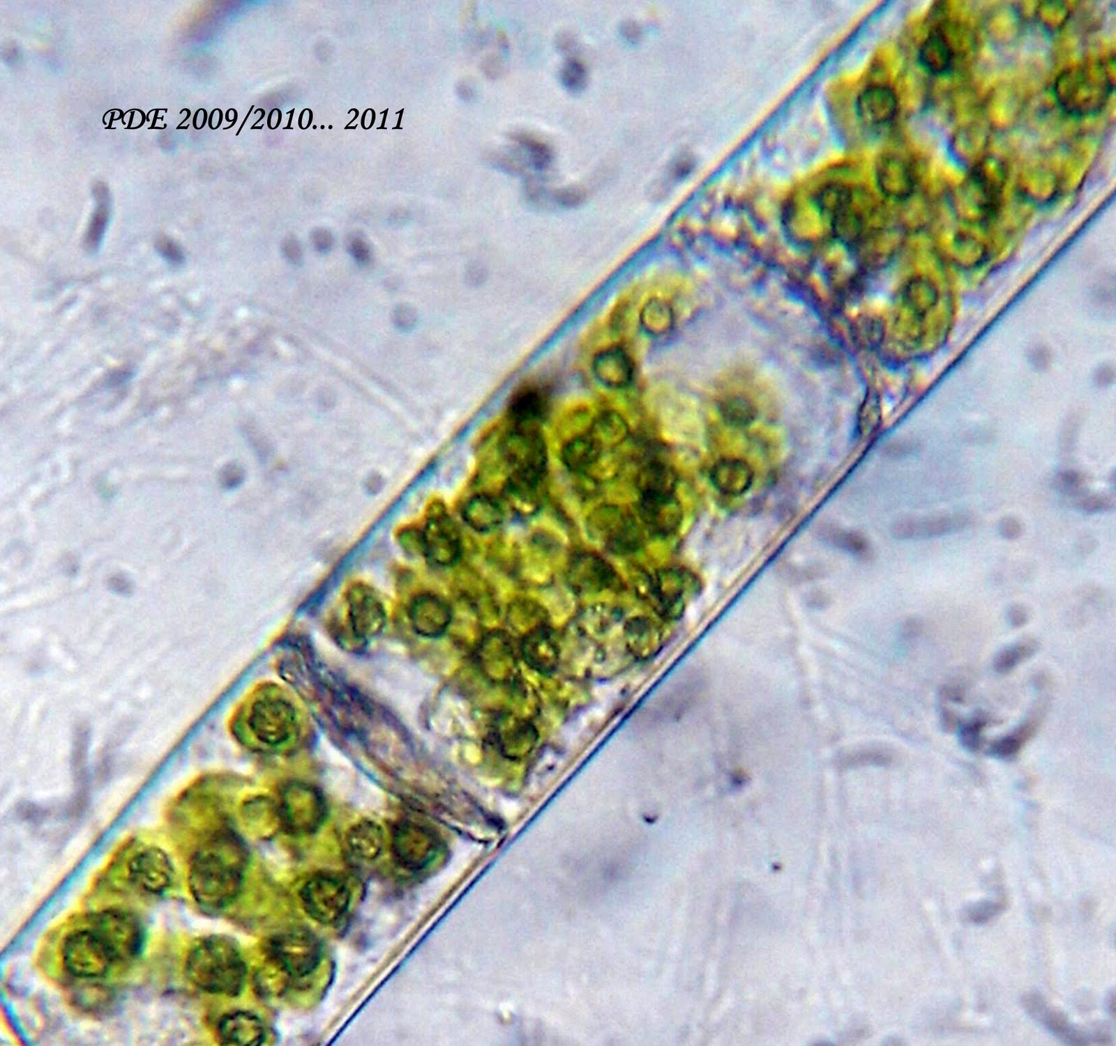 Cultivo de Microalgas em Fotobiorreatores: Filamentosas... Microalgas ...