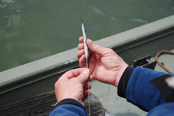 Dean Finnerty's Fishing and Hunting: Ultimate Spring Chinook Bait