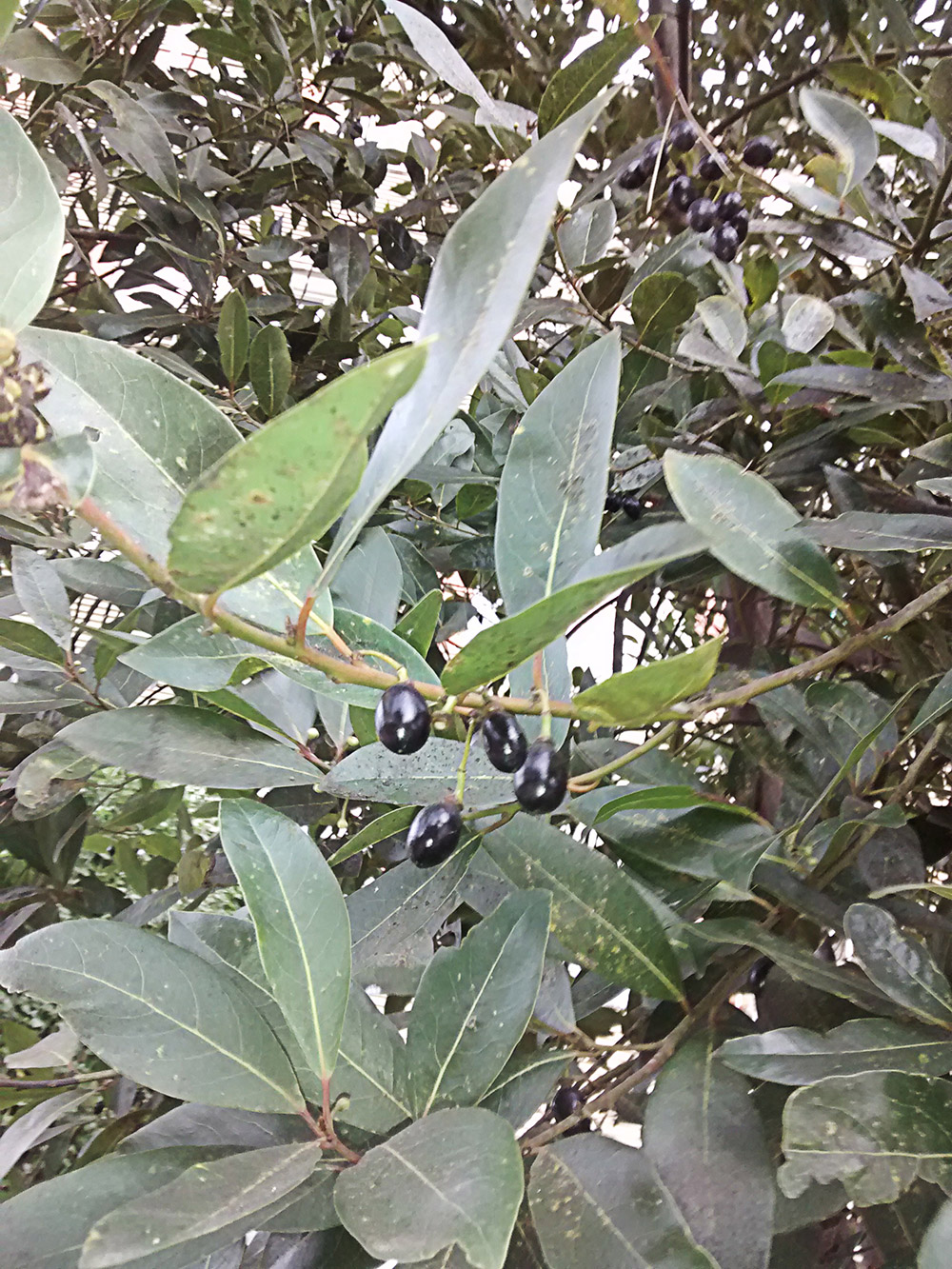 Badia Verde: Laurel (Laurus nobilis)