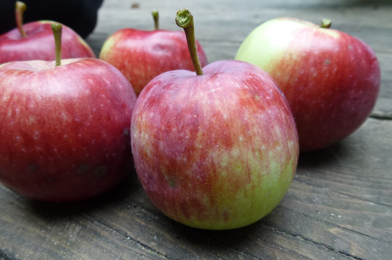 Little City Farm: Wild apple bounty