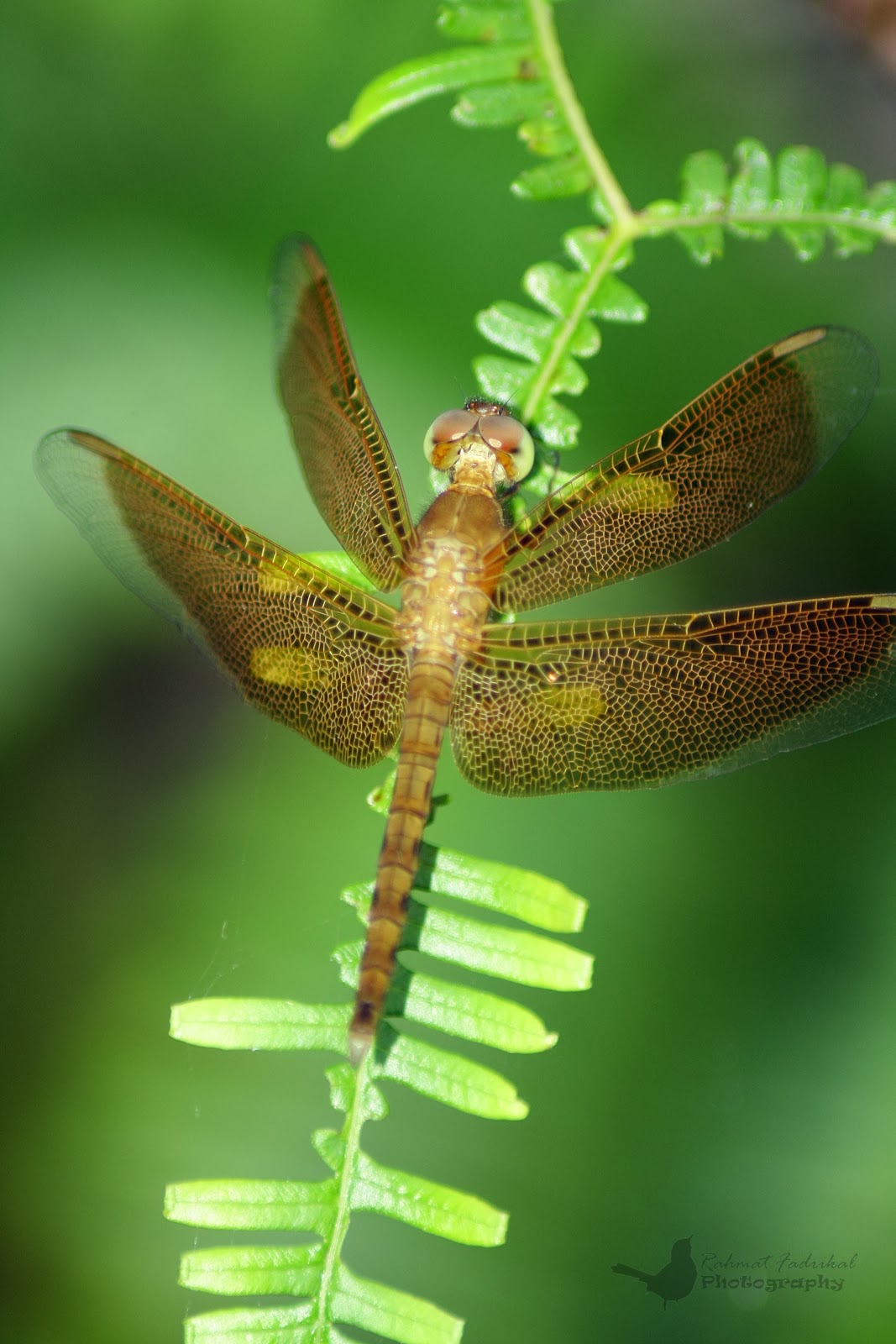 Februari 2014 | WildLife Photography