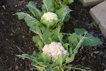 Raven's Herb and Garden Journey: How to Grow Cauliflower