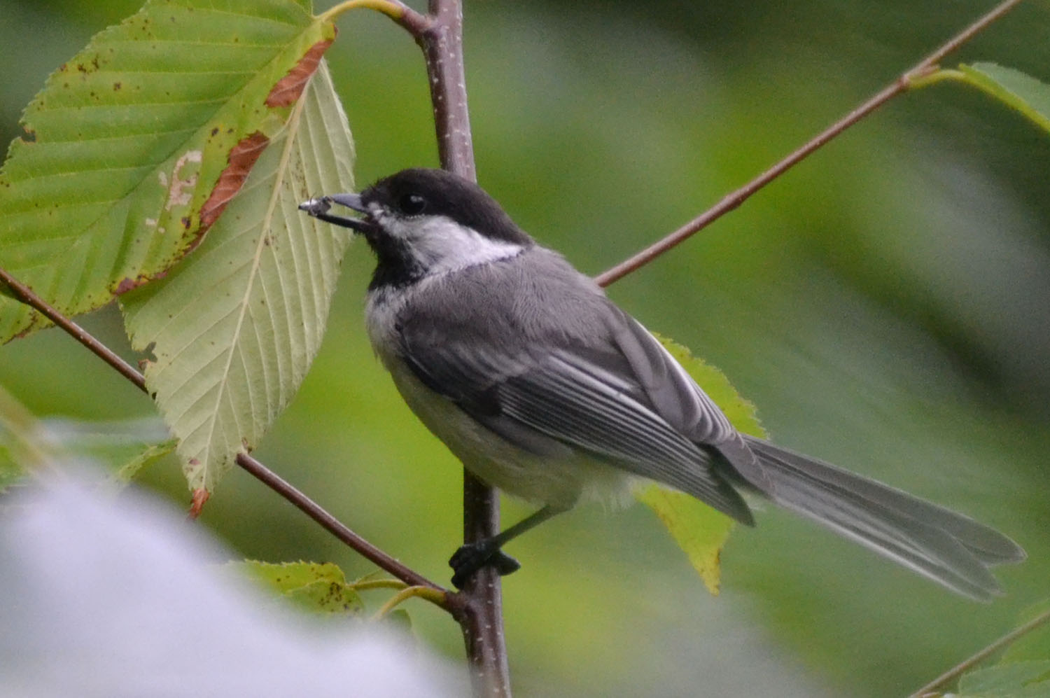 Woods Walks and Wildlife: A Bevy of Beetles (also Birds and Flowers)