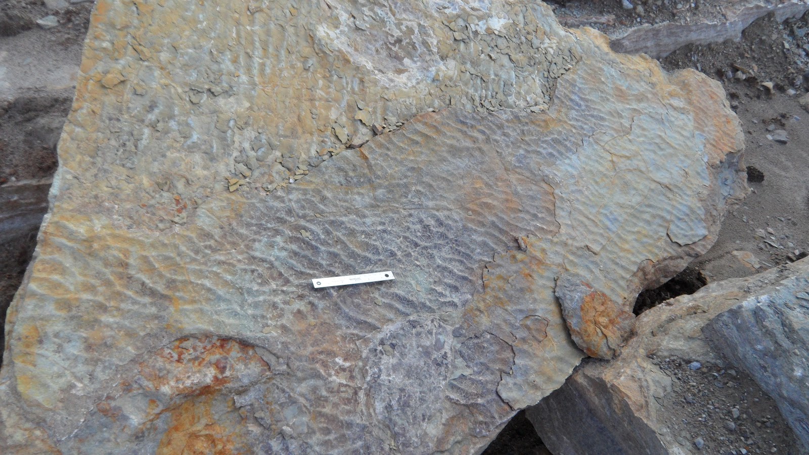 Fossils and Geology of Lanark County, Ontario: Fossil Ripple Marks in ...
