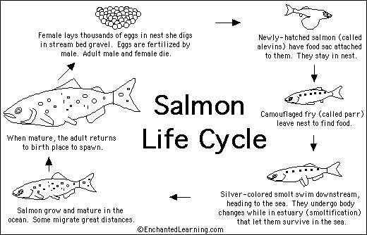 BrainWaves: Amazing journey of a Salmon - In life and death