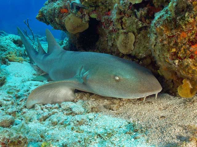 Mundo animal: 10 Factos incríveis sobre TUBARÕES