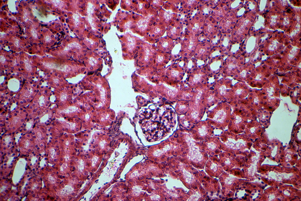 Histologia UFJF: Lâmina 27 - Rim