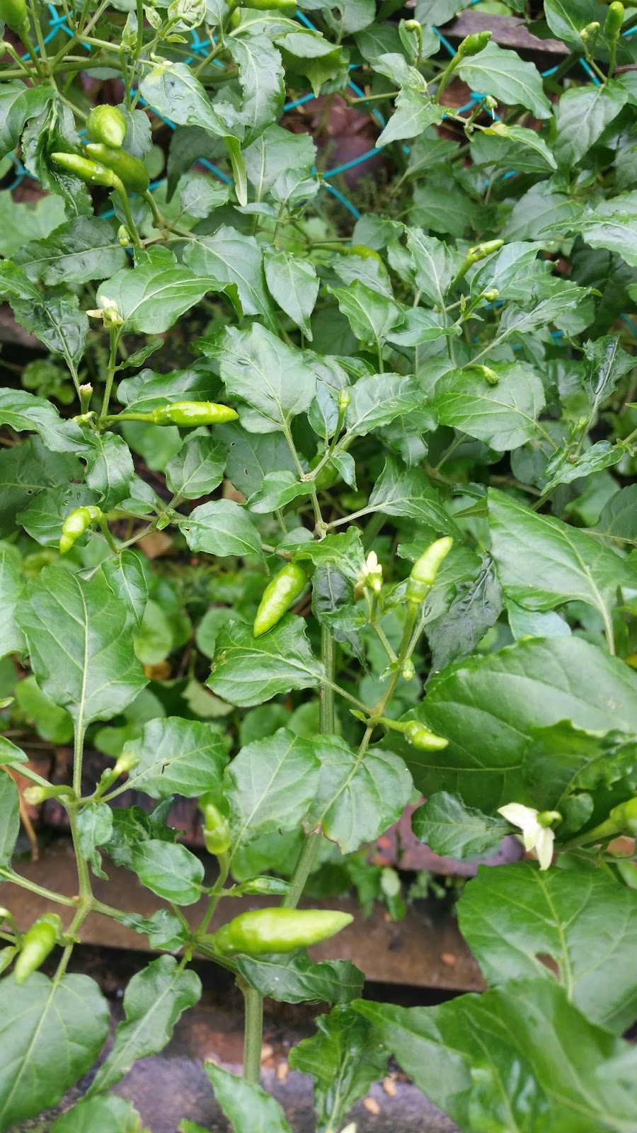 Warisan Petani: Pokok Cili Padi.