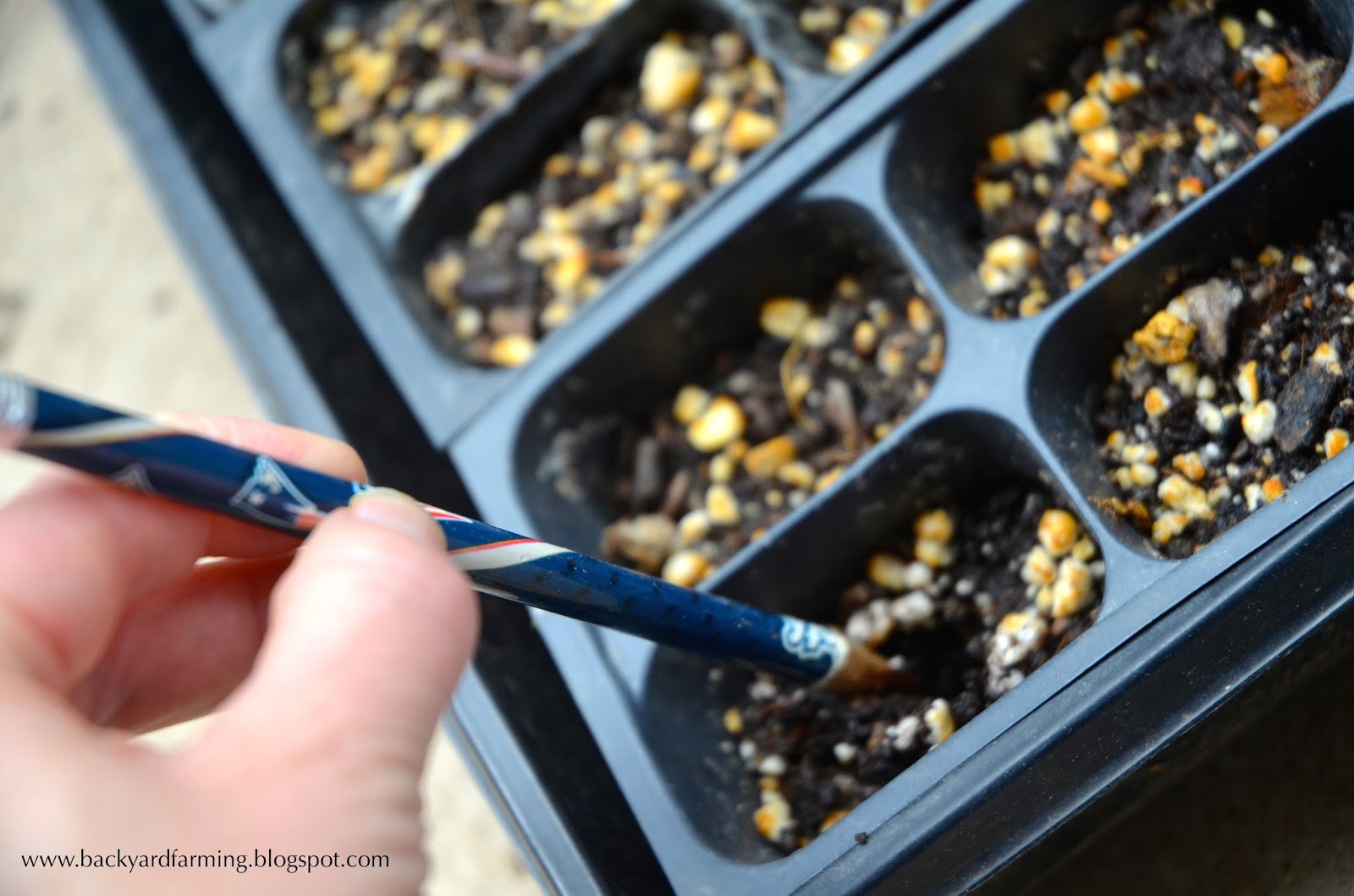 Backyard Farming: Repotting seedlings -- plus a genius "duh!" trick to ...