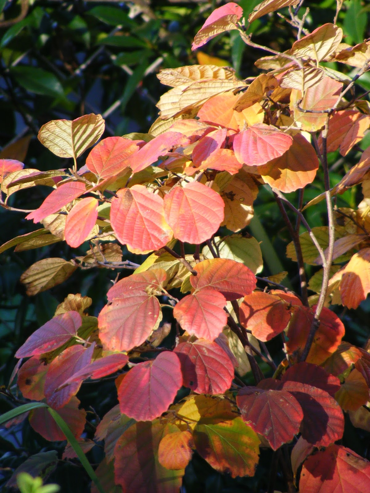 Rachel Callaghan Landscape Architect, NZ: 2018