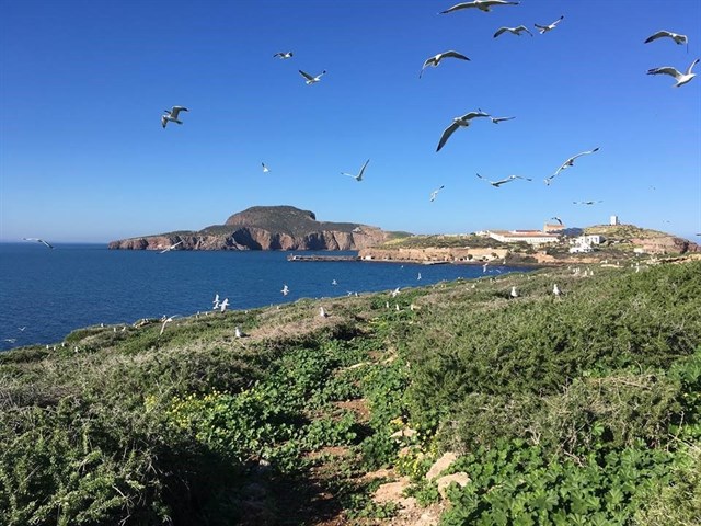 Mar y Montaña (y III). La fauna de las Islas Chafarinas.