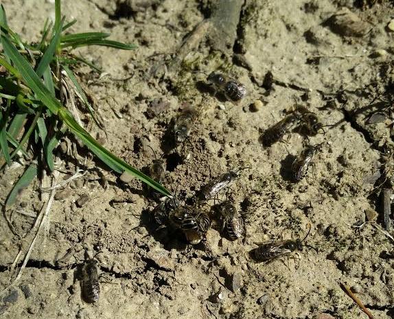 Bug Eric: Polyester Bees