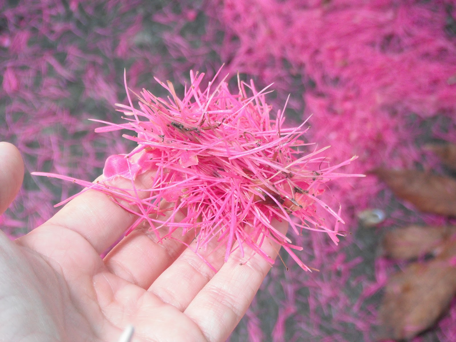 Estudio de la naturaleza: Arbol de Pomarosa (rose-apple)