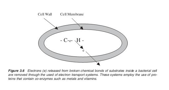 Energy Blog: Methane forming Bacteria