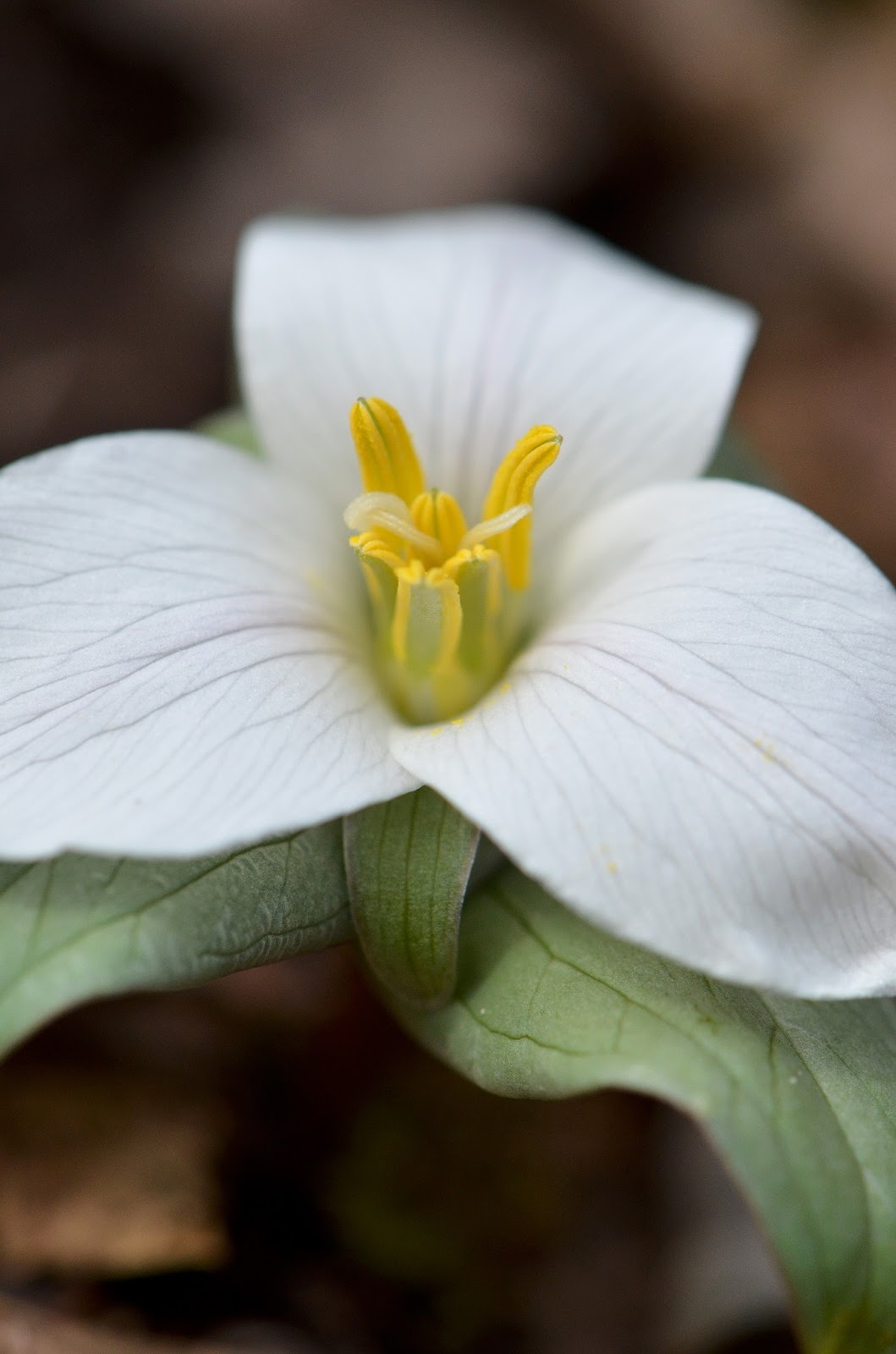The Kentucky Nature Blog: Snow Trillium (Trillium nivale)
