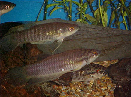 Tomi Mouthbrooder - Betta tomi ~ Nice Betta