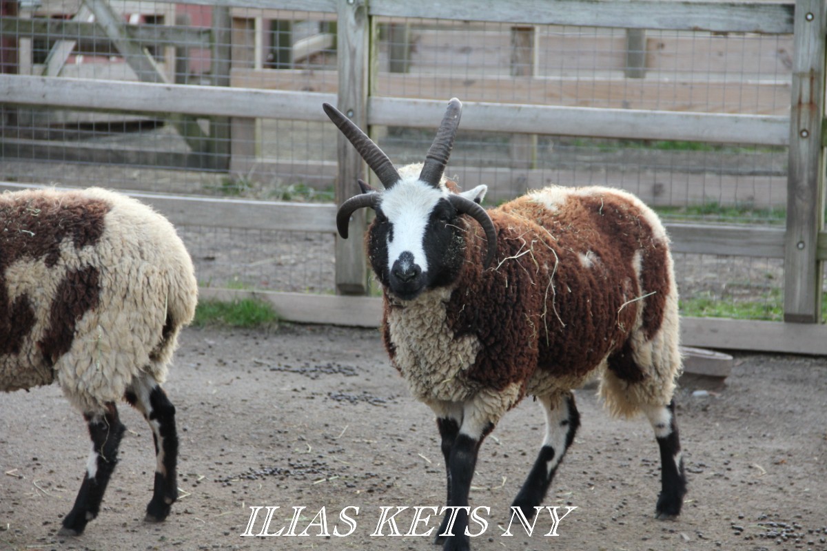 ILIAS KETS NY: *** ΤΕΤΡΑΚΕΡΑΤΑ ΠΡΟΒΑΤΑ