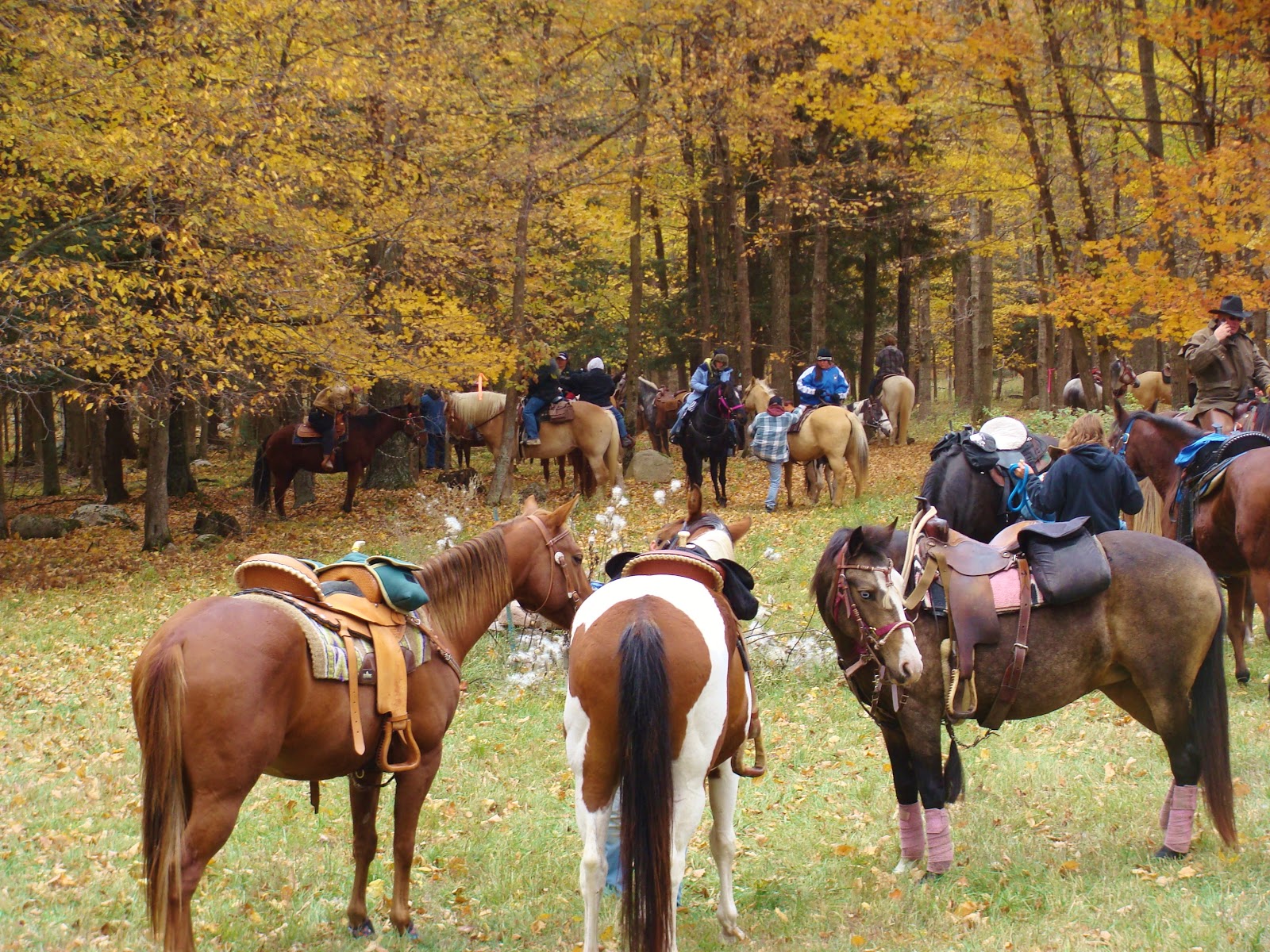 Collections by Carol: Caroline Colorama - Caroline, Wisconsin