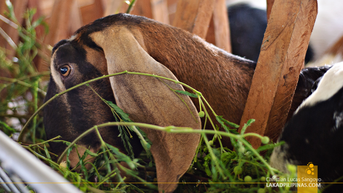 TARLAC | JSJ Goat Farm ~ Goat Tour, Anyone? - Lakad Pilipinas