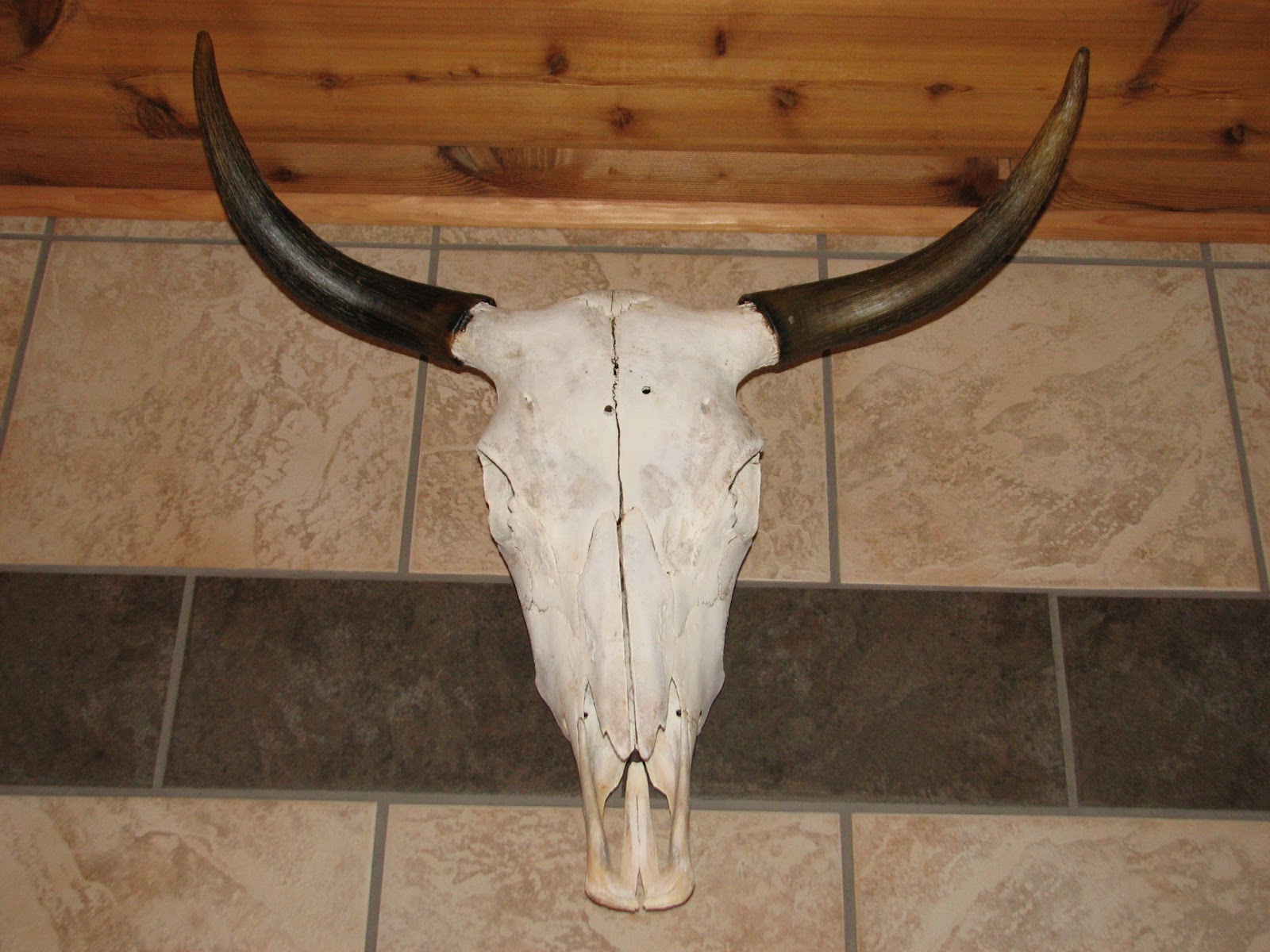 Springridge Ranch Grass-Fed Yak-Cross Beef: Horned Yak Skulls