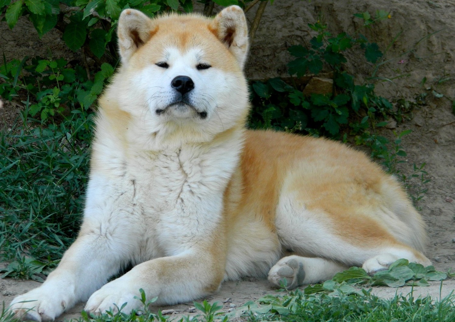 Akita Inu | DOG LOVERS COMMUNITY