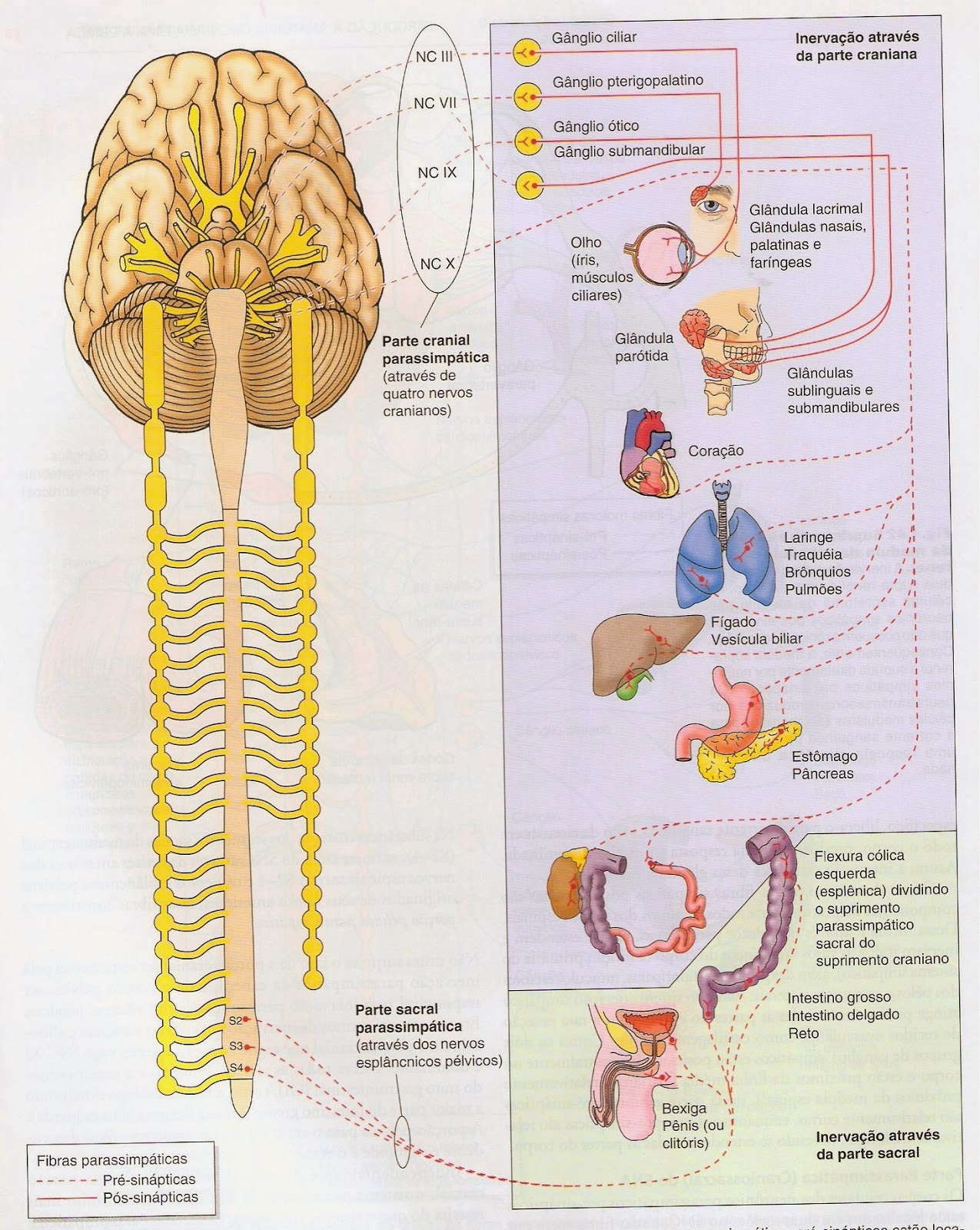 dos nervos esplâncnicos