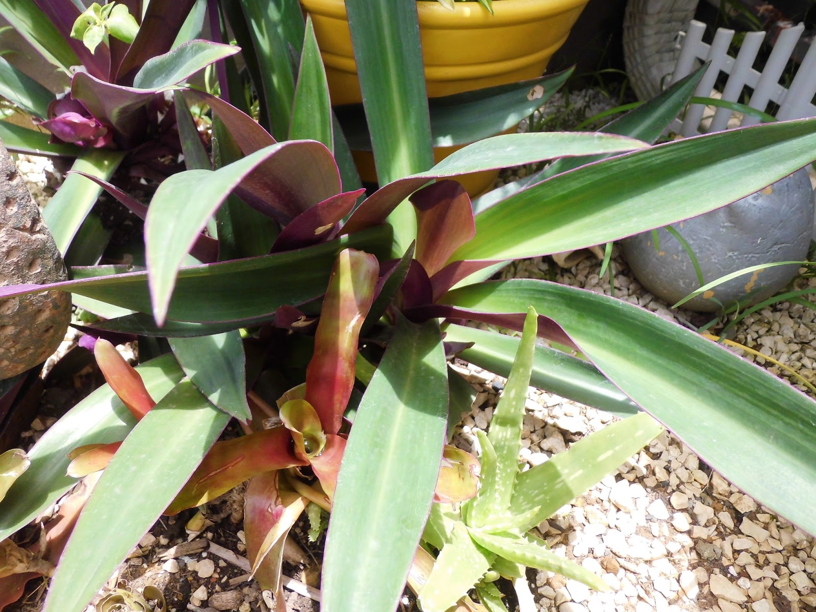 Mi patio y yo: Más plantas